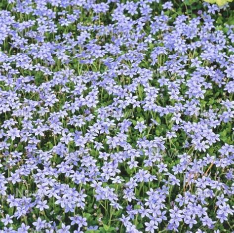 Mtc Perennials Pratia Puberula Blue 10cm