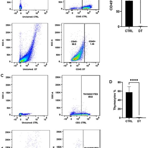 Analysis Of Leukocyte And Thymocyte Populations After A 21 Day Thymus