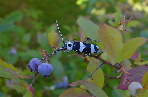 Gardens Insects Zebra Bug Longhorn Beetle Answered