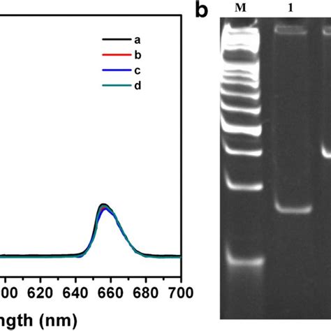A Typical Ucl Spectra Of The Amplification Strategy Under Different