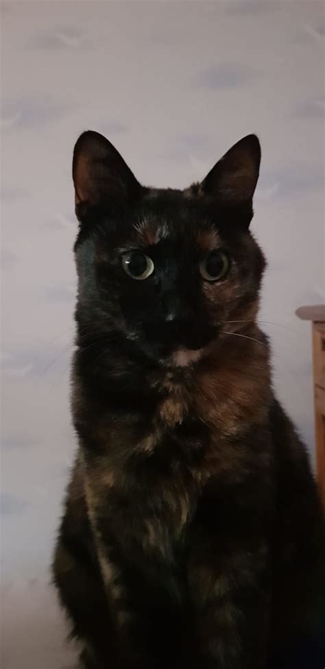 Dd12  Free Image Hosting Service