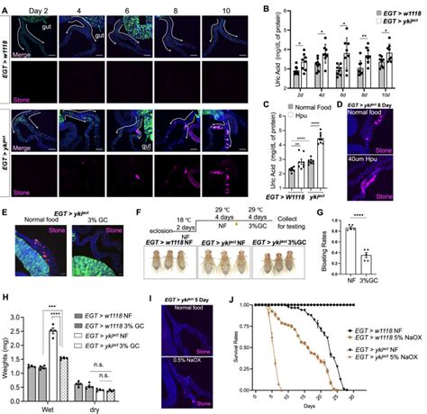副肿瘤性肾病综合征果蝇模型的机制特征nature Communications X Mol