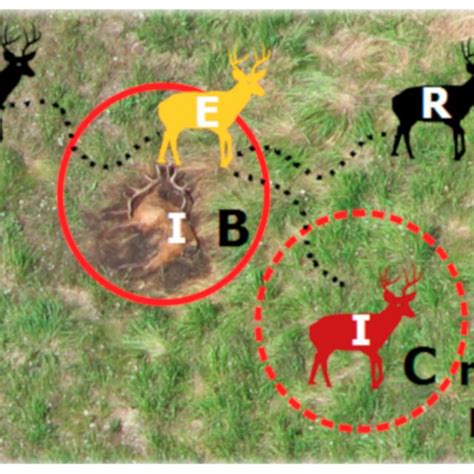 Conceptual Diagram Of Anthrax Transmission From Hosts Interacting With