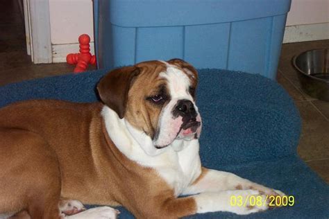 Adult Beabull Bulls Rockin R Puppies