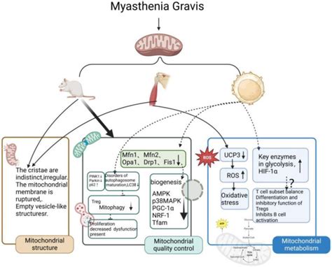Mitochondrial Dysfunction In Myasthenia Gravis Exploring Directions