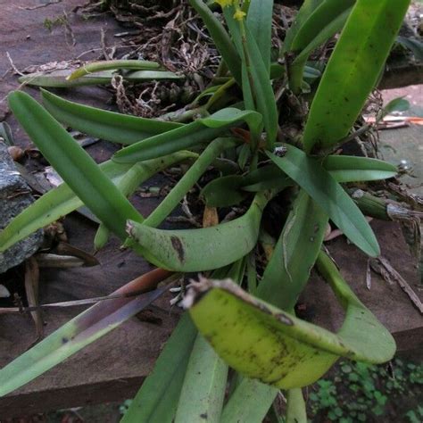 Polystachya Golungensis Plant Care And How To Grow Water