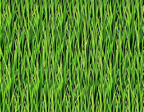 Elegant Green Grass Texture Seamless Background Repeating Pattern