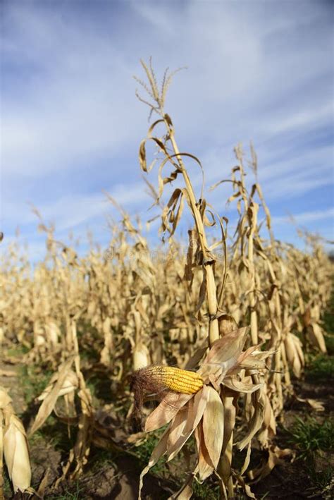 Corn Cob Growing On Plant Ready To Harvest Argentine Countryside