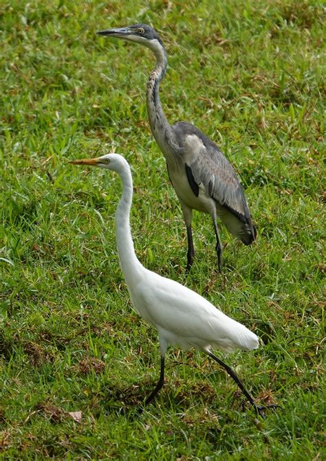 Heron And Egret Chris Myers Flickr