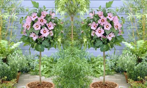 Hibiscus Standard Tree