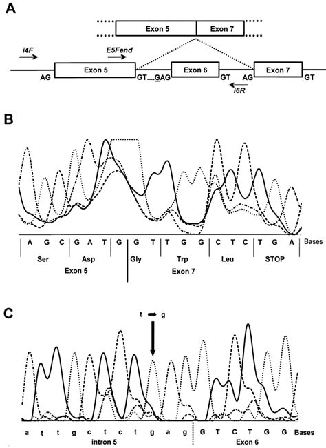 Splice Site Mutation In The P53 Gene In Gm1492 Cells A Schematic