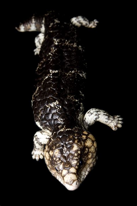 Bobtail Lizard Kanyana Wildlife Centre
