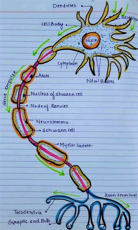 Detailed Neuron Diagram