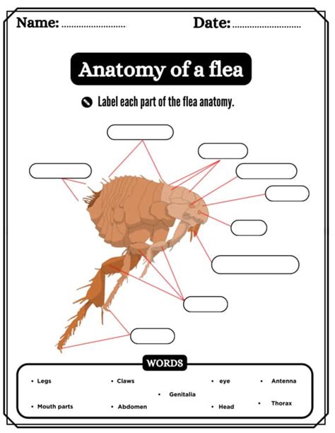 Flea Anatomy Body Part Of A Flea Labeling Diagram Worksheet Wordsearch