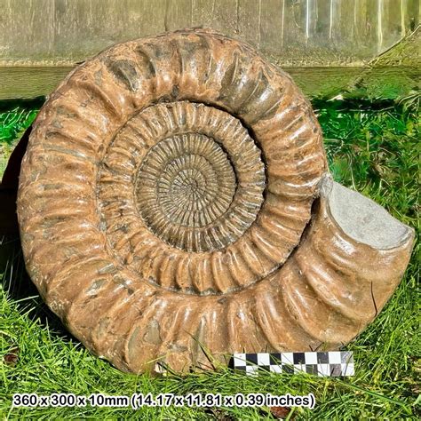 Rare 14 Coroniceras Charlesi Fossil Ammonite Bucklandi Bed Lower Sinemurian Jurassic