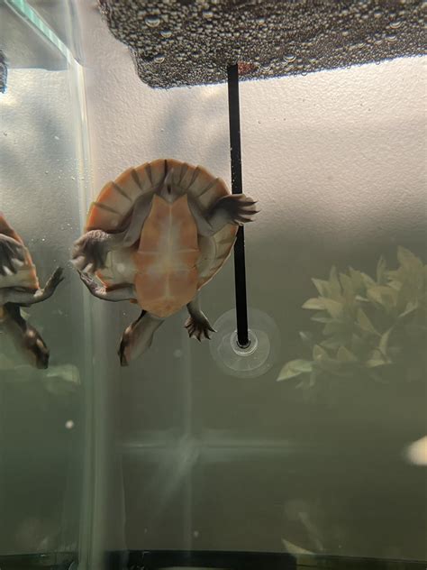 How Do I Tell The Gender Of My Turtle Rturtle