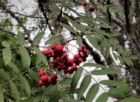 Buy European Mountain Ash Trees Online Burnt Ridge Nursery Burnt