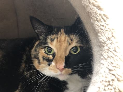 Russell Kitty Girl Camp Kitty Flickr