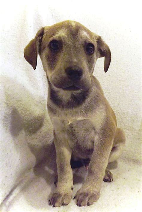 Adopt Autobahn German Shepherd Labrador Mix Dog