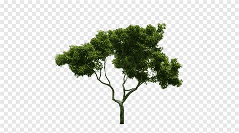 Tree Landscape Trunk Green Tree Leaf Branch Png PNGEgg