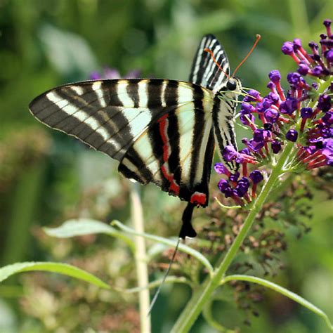 Eurytides Marcellus Bugguidenet