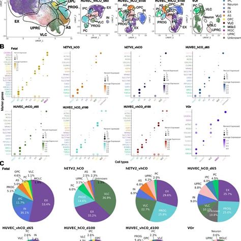 Mapping Of Scrna Seq Data From Non Vascularized And Vascularized Download Scientific Diagram