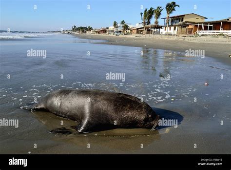 Beached Sea Wolf Beach In Colan Department Of Piura Peru Stock