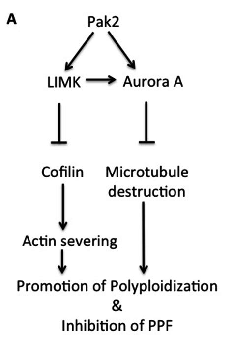 8 Model Depicting Pak2 Regulation Of Megakaryocyte Polyploidization Download Scientific