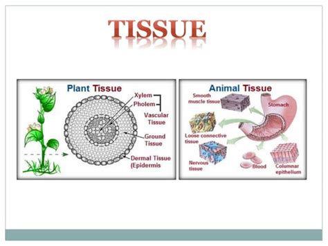 Class 9 Tissue Chapter 6 Ppt