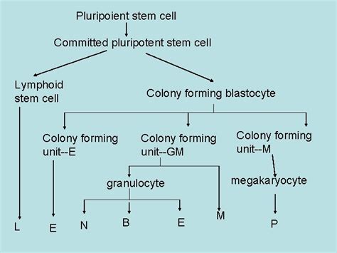 Red Blood Cells Red Blood Cells Are One