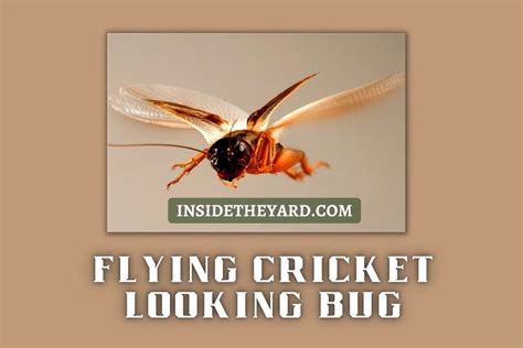 16 Flying Cricket Looking Bug May Confuse You Inside The Yard