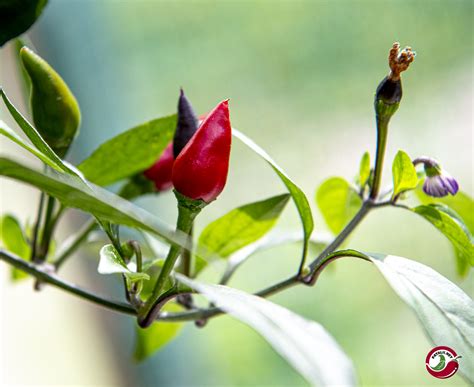 Numex Centennial Fatalii Seeds