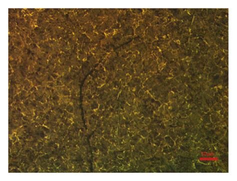 Crack Morphology In The Observation Area Of The 12 Target Plates A