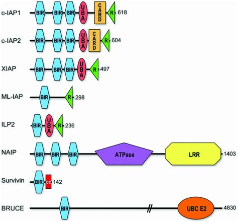 Motif And Domain Discovery Genetics 564