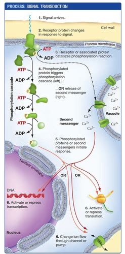 Lecture 9 Plant Signaling And Hormones Flashcards Quizlet