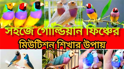 গোল্ডিয়ান ফিঞ্চ পাখির রঙের রহস্য Gouldian Finch Mutations Explained