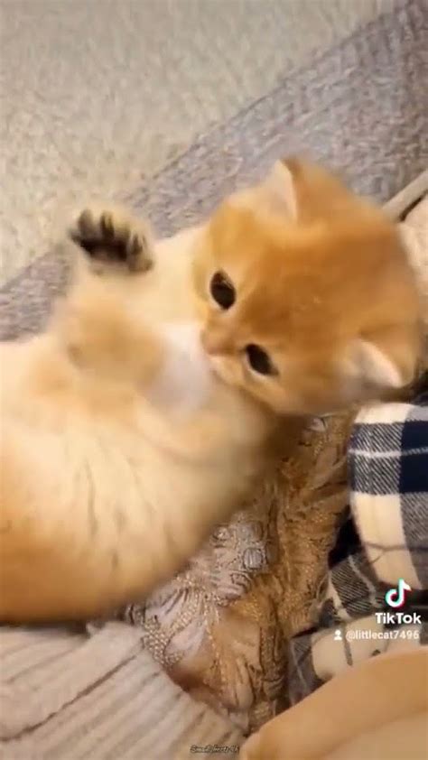 Grrr😡 Cat Cute Shorts Youtube