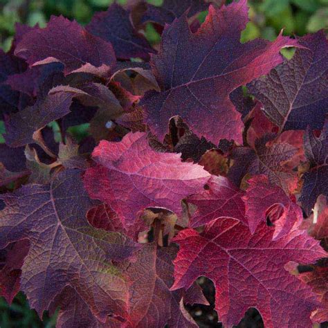 Ruby Slippers Hydrangea Dwarf Oakleaf Hydrangea Plantsrose