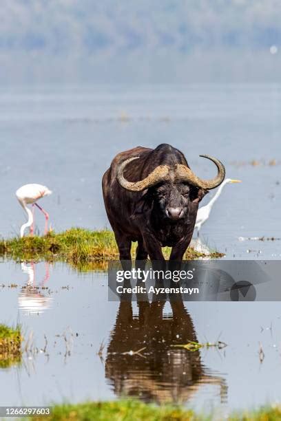 African Water Buffalo Photos And Premium High Res Pictures Getty Images