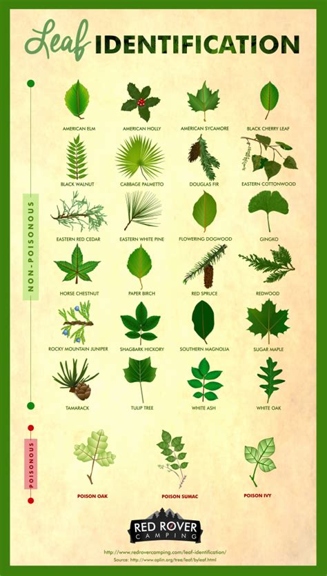 Do You Know How To Identify These 27 Leaves Leaf Identification