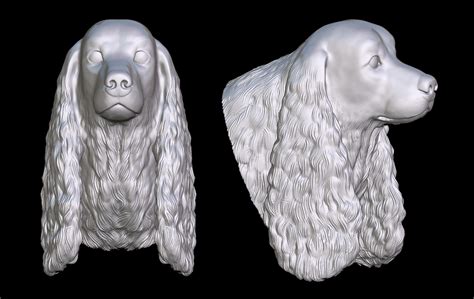 Modelo 3d Cabeza De Cocker Spaniel Turbosquid 1173494