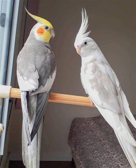 Grey And White Cockatiels