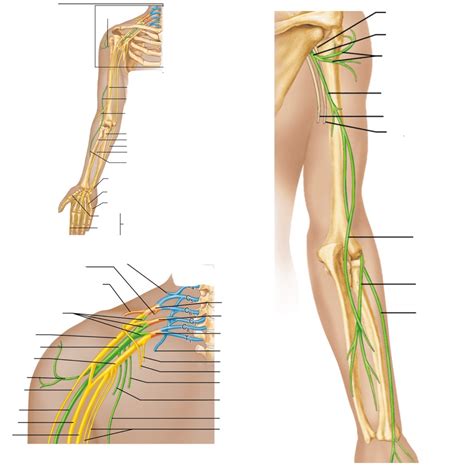 Spinal Cord Spinal Nerves And Spinal Plexuses Part 2 Diagram Quizlet