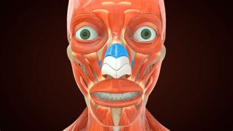 11 Concha Nasalis Royalty Free Photos And Stock Images Shutterstock