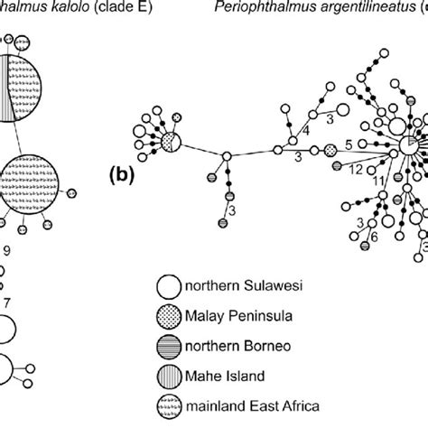 Minimum Spanning Networks Msns Of Haplotypes Of Periophthalmus Kalolo Download Scientific