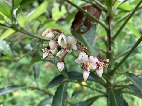 万両の白い花 やっちゃんの珈琲たいむ