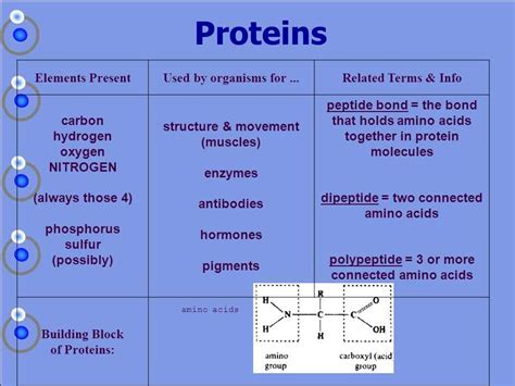 The Key To Understanding Elements And Macromolecules In Organisms