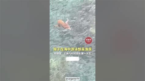 你见过会游泳的猴子吗？潜水猴子惊呆众人 Youtube