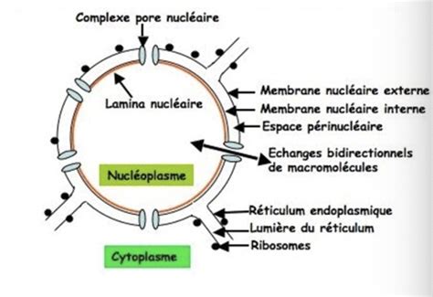 Noyau Interphasique Cartes Quizlet