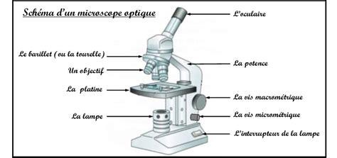Activité 4 Apprendre à Utiliser Un Microscope Optique Svt